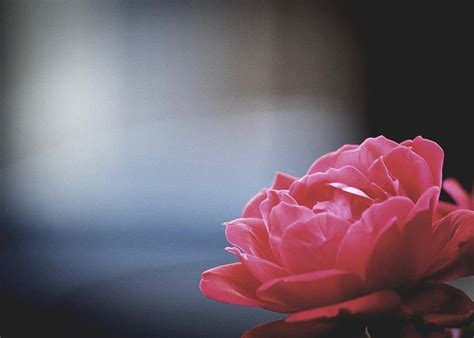Floating Rose Photograph By Denise Deskin Pixels