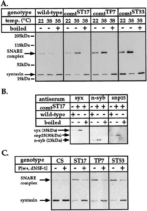 Sds Resistant Snare Complexes Accumulate In Comt Mutants At Elevated