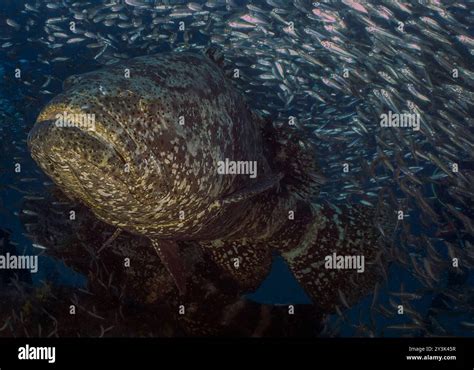 An Atlantic Goliath Grouper Epinephelus Itajara In Jupiter Florida