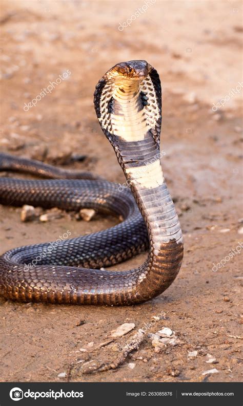 King Cobra Hood