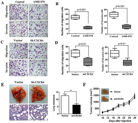 High Propensity Of Invasion And Metastasis Of Cxcr4 Mediated Ecscs