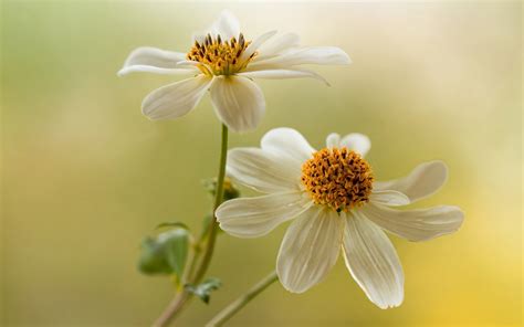 배경 화면 꽃 흰색 달리아 1920x1200 그림 이미지