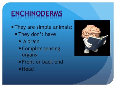 Mollusks Annelids And Echinoderms Ppt Download