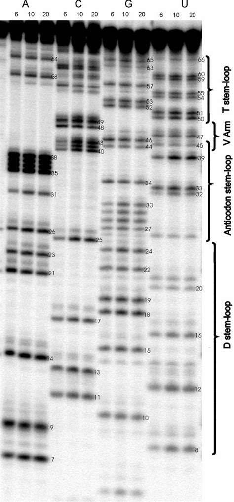 Sequencing Gel Of Protection Experiments With Thioated Trna Phe Trna Download Scientific