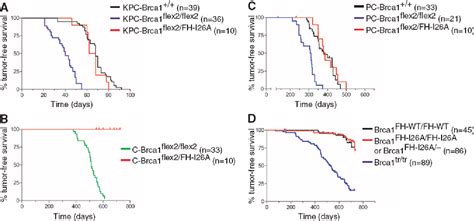 Figure 1 From Brca 1 Tumor Suppression Depends On Brct Phosphoprotein Binding But Not Its E 3