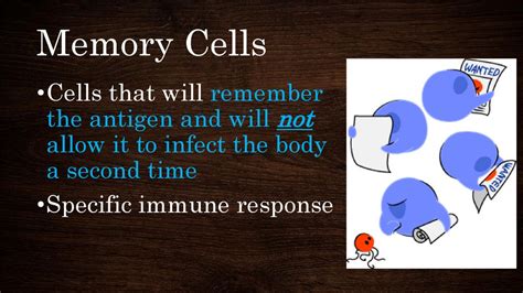 Immune System Eq How Do The Components Of The Immune System Work Together To Keep Us Free From