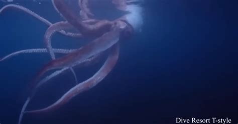 Watch Divers Encounter A Giant Squid Off The Japanese Coast
