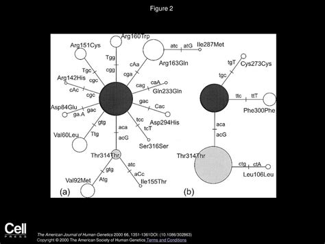 Evidence For Variable Selective Pressures At Mc1r Ppt Download