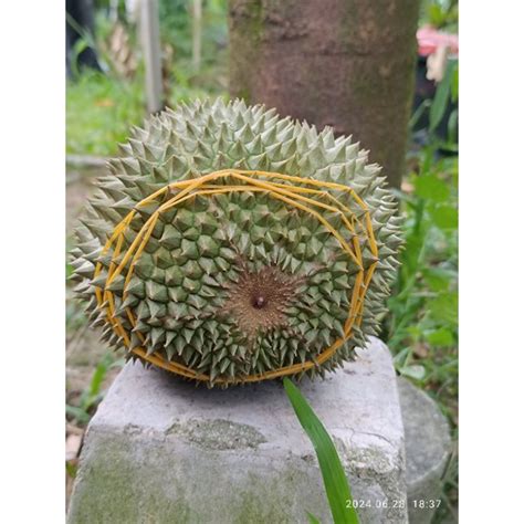 Getah Ikat Durian Khas 绑榴莲专用橡胶圈 Special Rubber Band For Durian