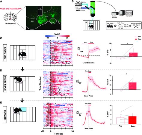 Phasic Da Neuron Activity Occurs During Lever Presentations Lever