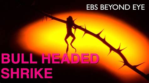 Bull Headed Shrike Great Hunters Ebs Nature Documentary Youtube