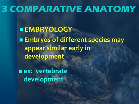 Evidences Of Evolution Ppt Download