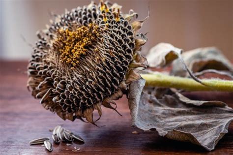 Only Harvest The Seeds From A Sunflower Head When The Petals Start To