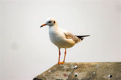 One Lil Dicky Bird Two Lil Dicky Birds Every Winter Hundreds Of Gulls