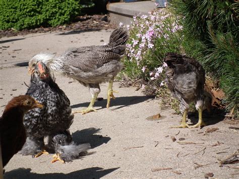 5 6 Week Old Easter Egger Gender Backyard Chickens Learn How To