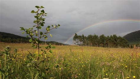 Scottish Government Begins Its Rewilding Journey Trees For Life