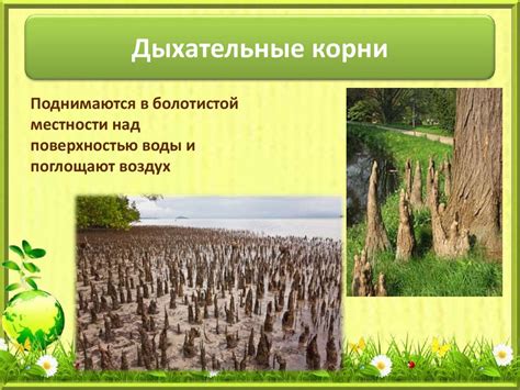 Видоизменения корней 6 класс презентация онлайн