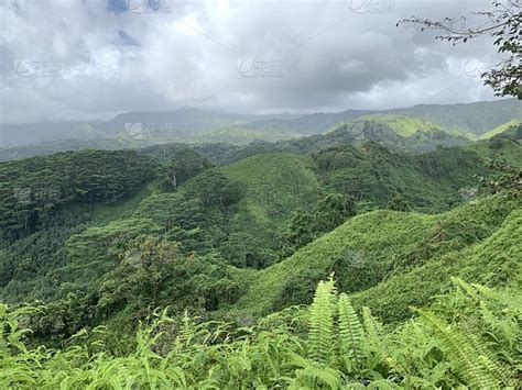 夏威夷考艾岛的雨林