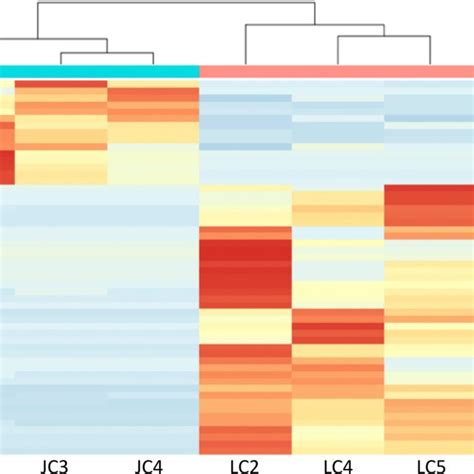 heatmap depicting the clustering of mirnas between testes jc and