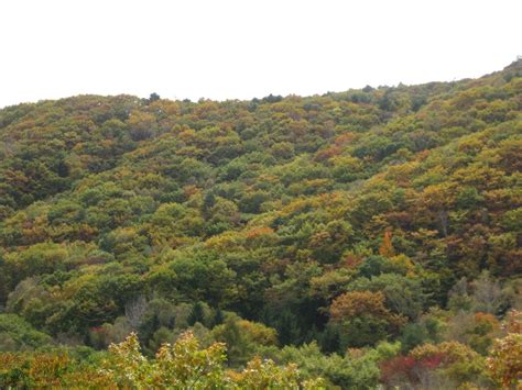 紅葉が盛りです 信州白樺高原 緑の村 別荘地内情報 Blog