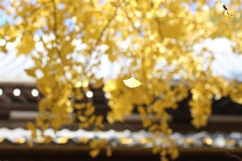 Yukaさんのインスタグラム写真 Yukainstagram「yellow 𖥧𖥧 ・ ・ ・ Igersjp