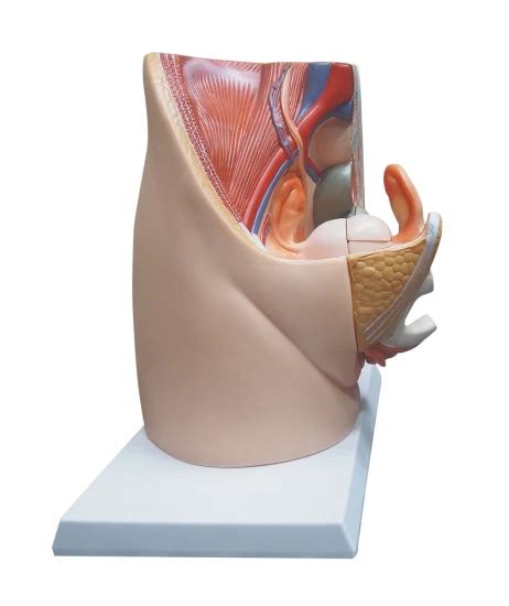 Life Size 3d Female Uterus Vagina Ovary Genitalstructure Anatomical