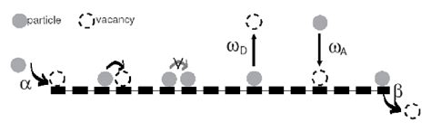 schematic model of tasep lk the tasep is extended by possible particle