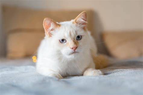 Premium Photo Cute Fluffy Cat With Lights At Home