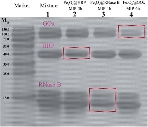 Analysis Of A Mixture Of Three Model Glycoproteins Treated With