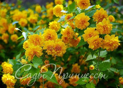 Купить саженцы Керрия Пленифлора