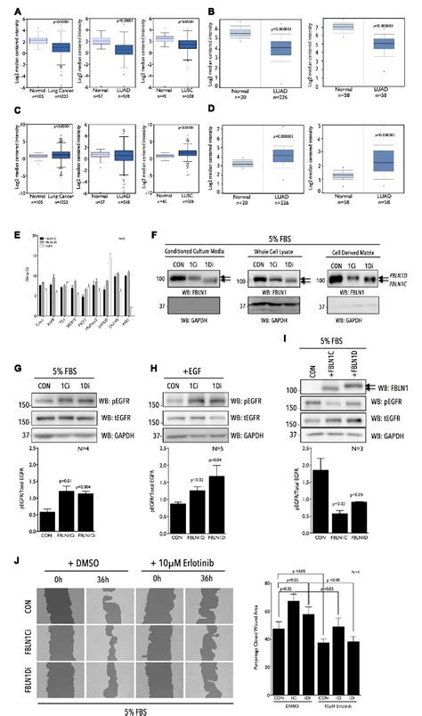 Figure 1 From Cell Derived Matrix Fibulin 1 Associates With Epidermal Growth Factor Receptor To