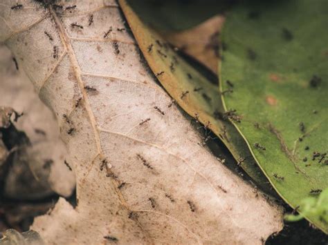 Ants Conquer Termites Northside Pest And Termite Wiki