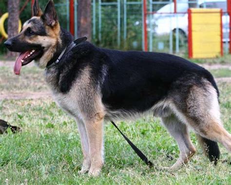 ¿cómo Identificar Y Saber Que Raza Es Mi Perro