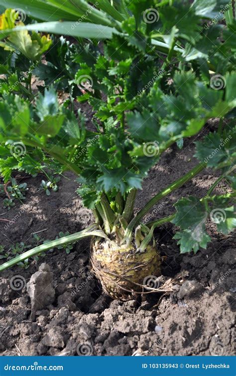 In Organic Soil Parsnip Grows Stock Image Image Of Healthy Leaves 103135943 In Organic Soil Parsnip Grows Stock Image Image Of Healthy Leaves 103135943