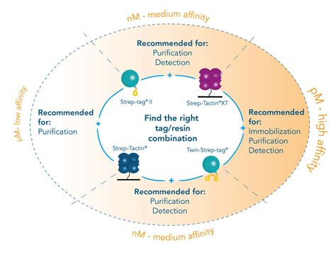 Step By Step Video Tutorial Protein Purification Via Affinity