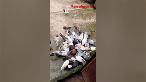 বিকেল বেলা ছাদ বাগানের মালিকদের খাবার দিলাম Youtube