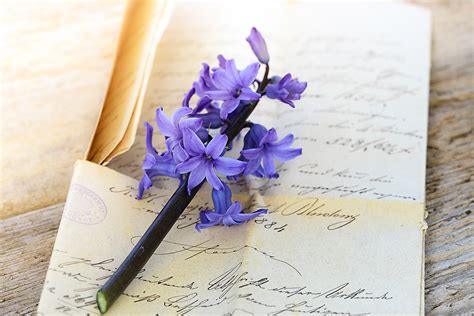 무료 이미지 목재 햇빛 자 꽃잎 봄 낭만적 인 푸른 종이 닫기 세례반 미술 필적 문방구 달필 히아신스 꽃다발 오래된 편지 향기로운 꽃