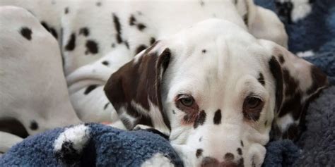 Can Dogs Have Lemon