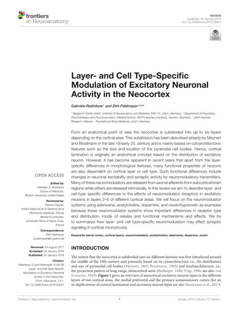 Pdf Layer And Cell Type Specific Modulation Of Excitatory Neuronal