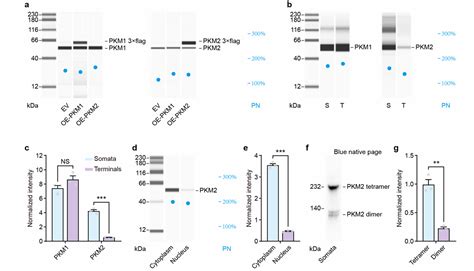 Adenovirus Experimental Cases Hanbio