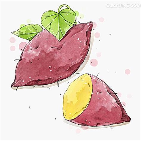甘薯全景网 插画 手绘