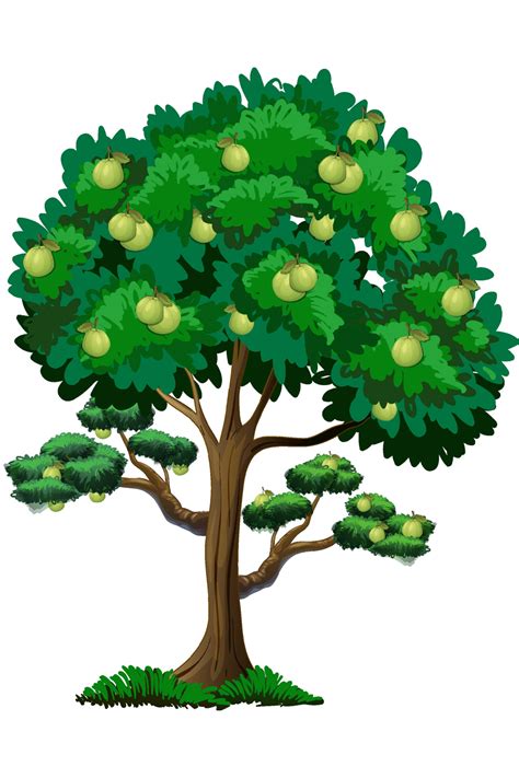 How To Draw Guava Tree Drawing Mind Mixes