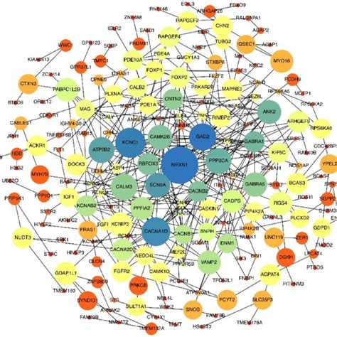 Ppi Network Of Downregulated Genes Obtained From The Cytoscape