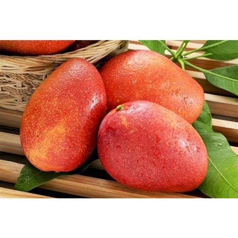 Jual Bibit Mangga Garifta Merah 1 METER BATANG BESAR Shopee Indonesia