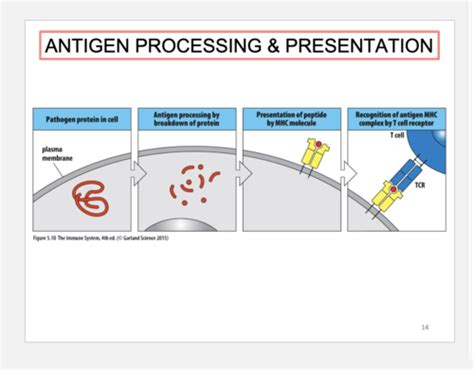 CHAPTER Antigen Recognition By T Lymphocytes Flashcards Quizlet