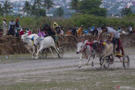 Karapan sapi tradisional di Sigi - ANTARA News