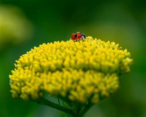 Ladybug Using Yoyo Photos Download The Best Free Ladybug Using Yoyo