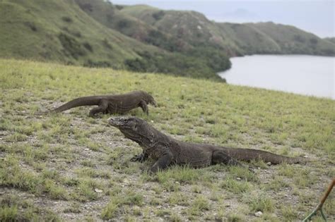 Premium Photo Komodo Dragons On Grassy Field