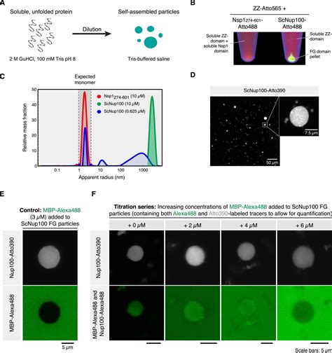 Figures And Data In Nup98 Fg Domains From Diverse Species Spontaneously