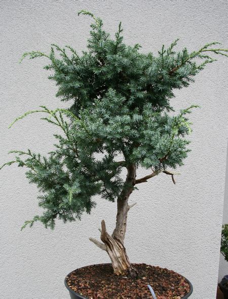 Juniperus Squamata Since 2010
